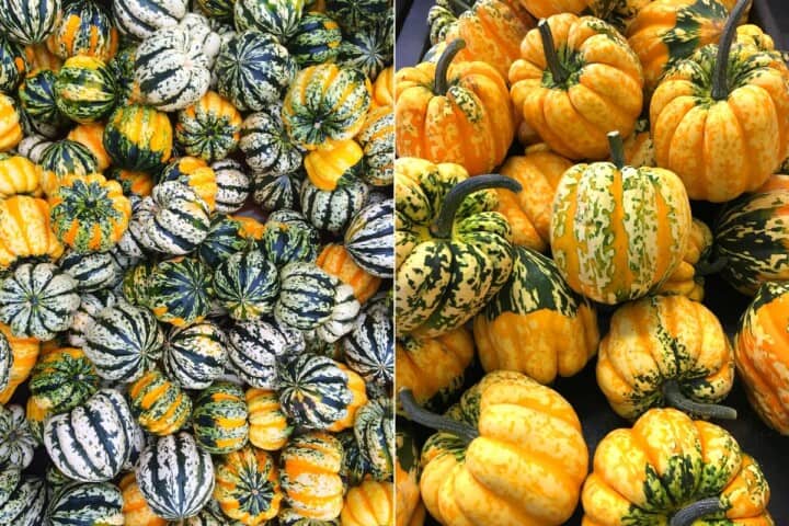 Roasted Carnival Squash (oven & air fryer) - Make It Skinny Please